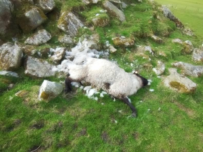 Household insurance policy should cover sheep attacks - IFA - Free