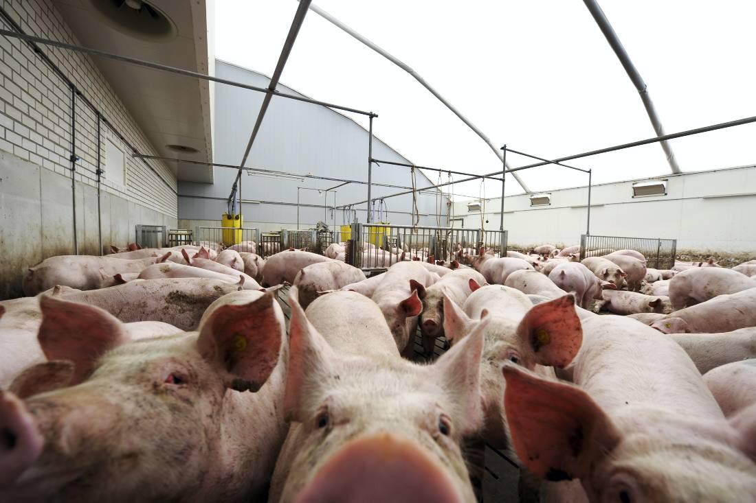IFA pig prices report - Premium