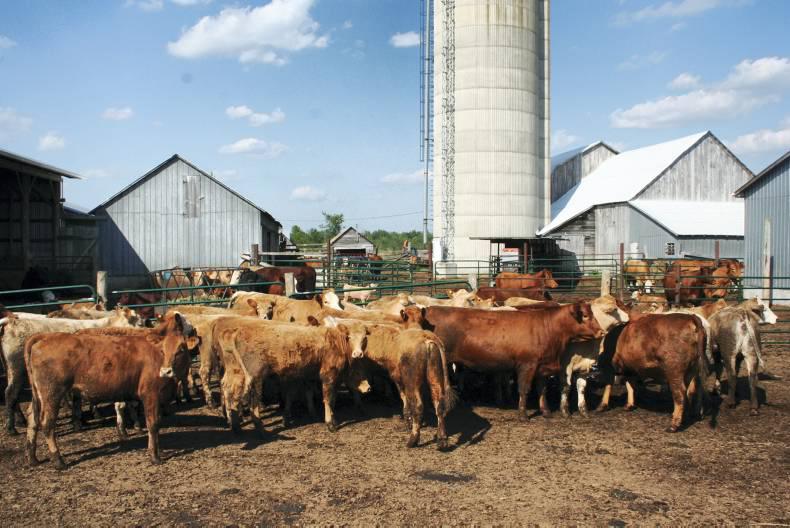 One Of The Largest Beef Producers In Canada Is Looking For Irish one-of-the-largest-beef-producers-in-canada-is-looking-for-irish