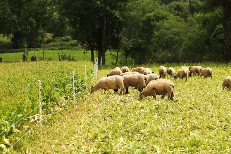 Irish Farmers Journal – For the Latest Farming News in Ireland