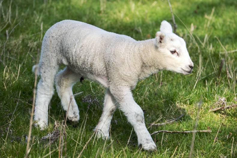 Bord Bia launches pan-European lamb campaign - Free