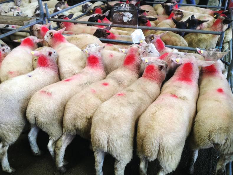 Cull ewes solid but stores ease €3 to €5 in Mountbellew - Premium
