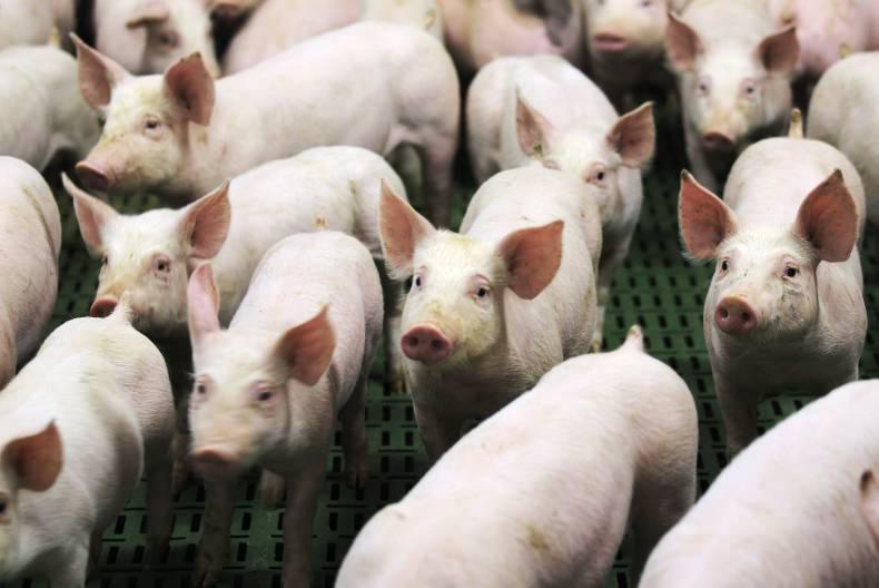 Pig league: Poor prices forces farmers to the street - Premium