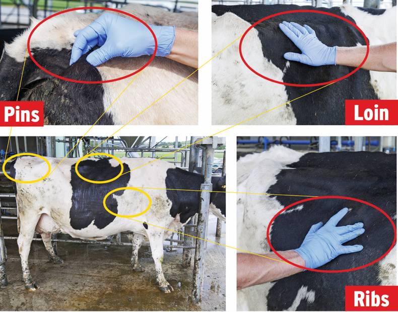 Dairy Know How Body Condition Scoring Dairy Cows 30 November 0001 Premium