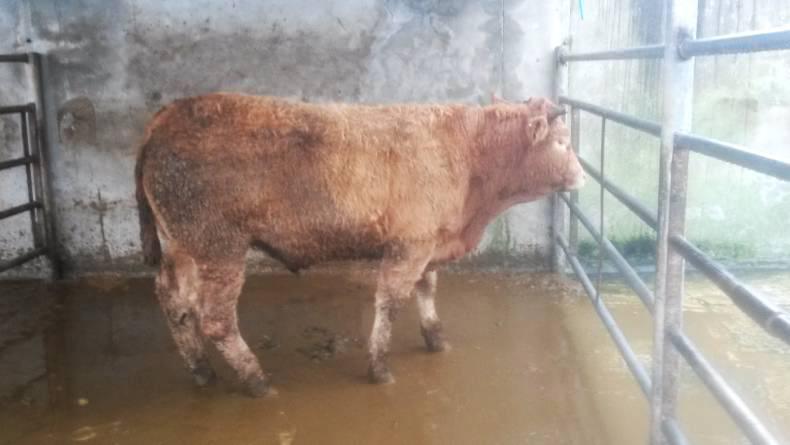 Good trade at Draperstown mart - Free