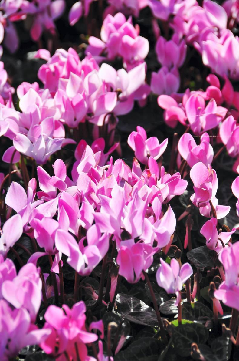 A touch of colour with seasonal cyclamen - Premium