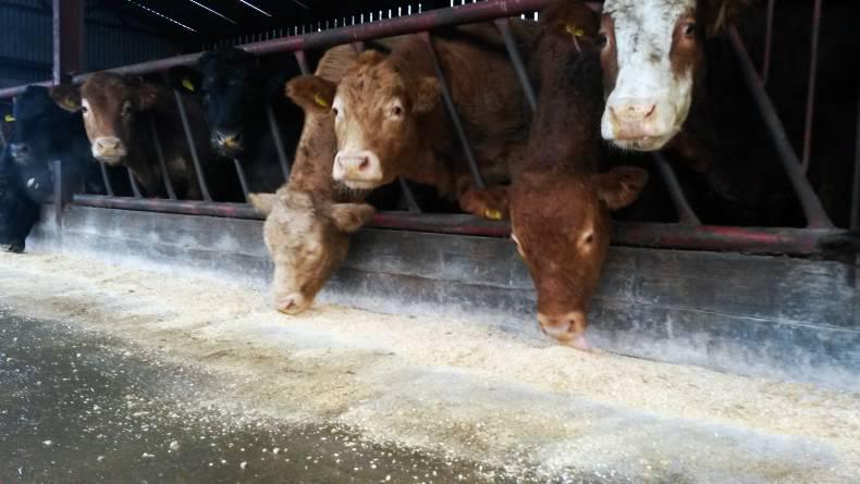 Beef finishing fails to add up - Premium