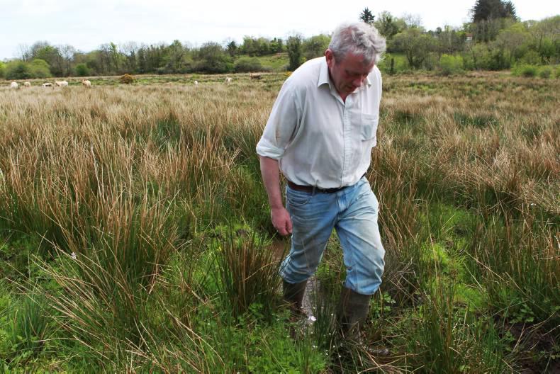 WATCH: Sheep and suckler farmer Pat Gilhooley on GLAS - Free