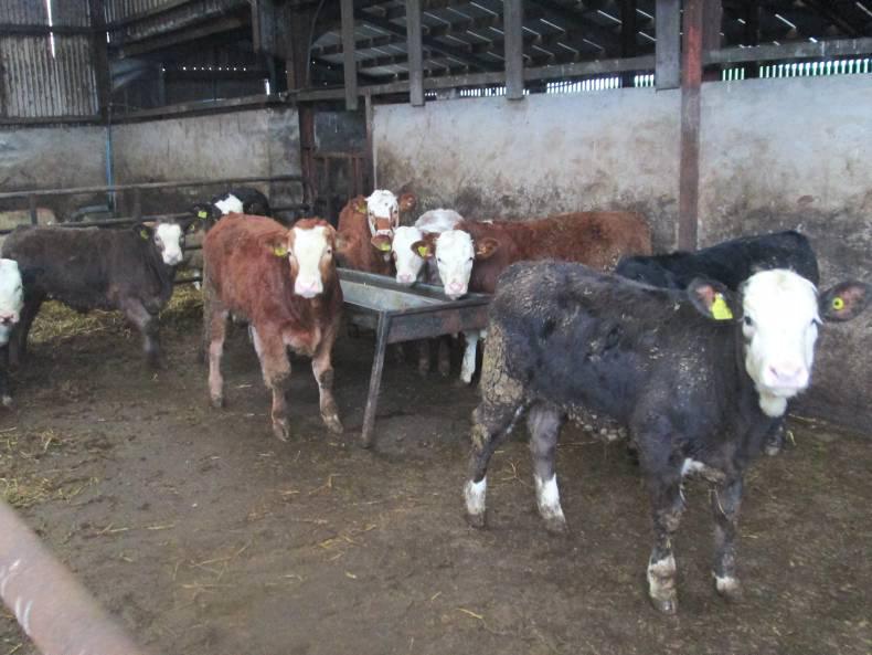 Spring calving in less than 12 weeks - Premium