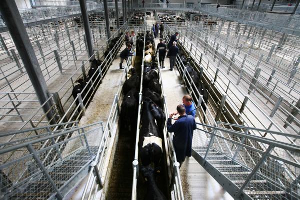 Quiet cow trade in Fermoy mart - Premium