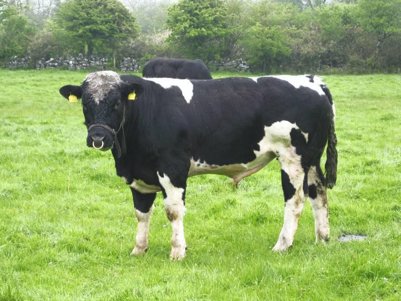 Teaser bull makes heat detection easier, says Waterford vet - Free