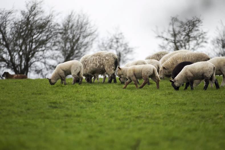 Knackeries refusing to collect fallen sheep - Free