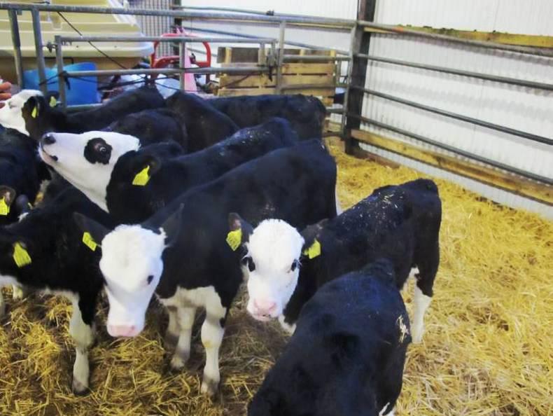 Avoiding Cryptosporidiosis In Calves Free