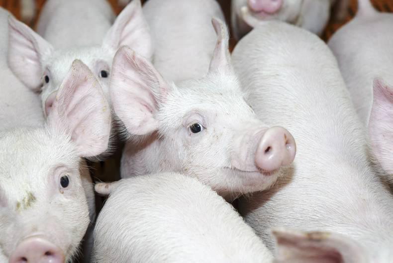 Do we want to maintain an Irish pig industry? - Premium