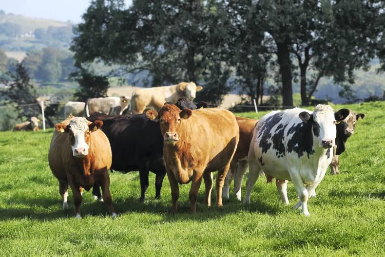 Western breeding season gets off to a slow start - Premium