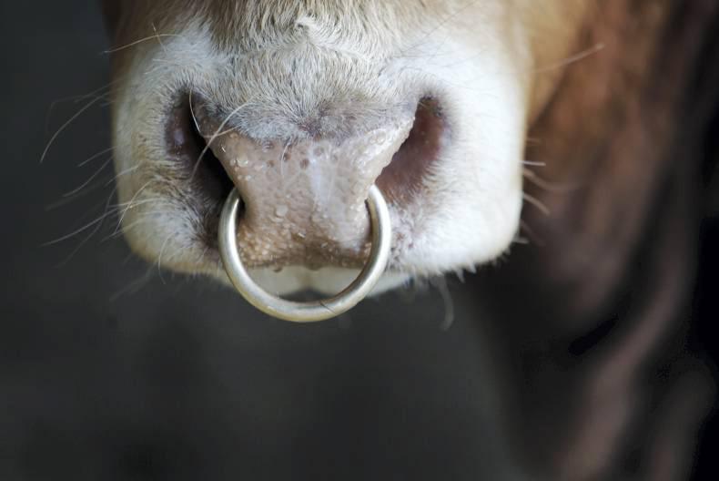 Cattle breeders support crackdown on false bull figures - Premium