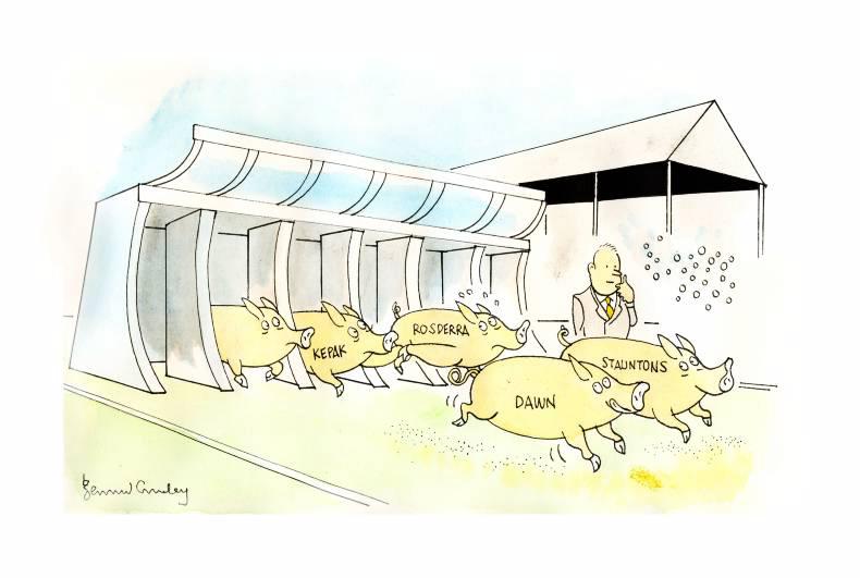 Pig league: upward trend in prices continues - Premium