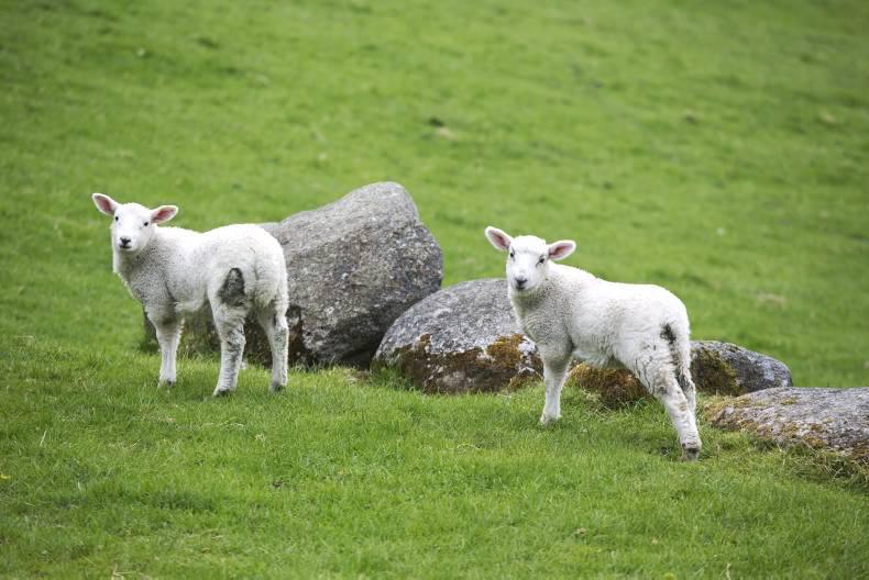 MII sheep blueprint rejected by farmers - Premium