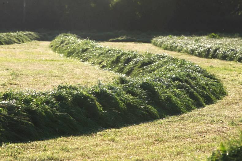 Grass growth still in surplus but rain scuppering paddock removal plans ...