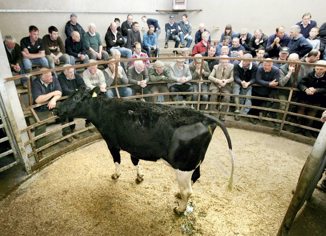 Strong entry of quality cattle at Clogher - Premium