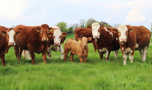 Mixed beef conception rates - Premium