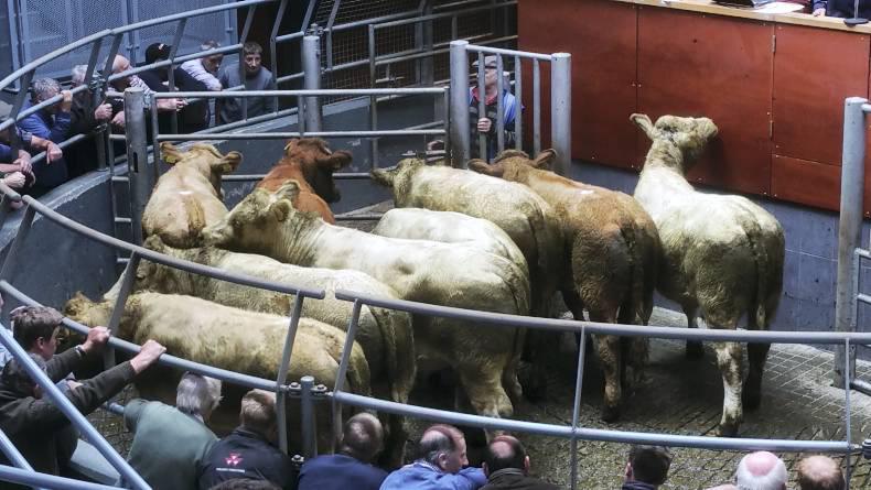 Steady trade at Corrin Mart - Premium