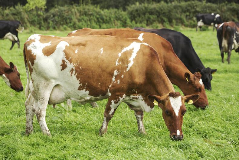 Norwegian Reds doing the business for Waterford family - Premium