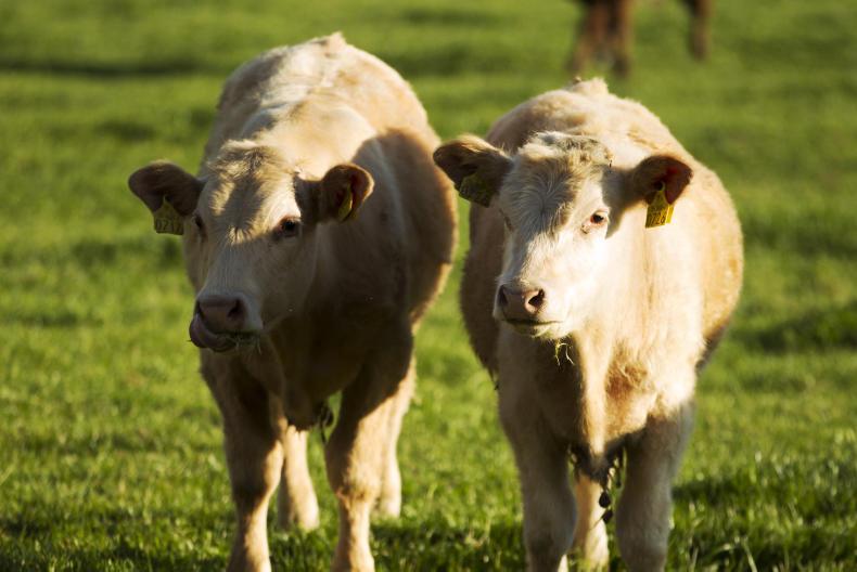 Beef births up 10,000 head - Premium