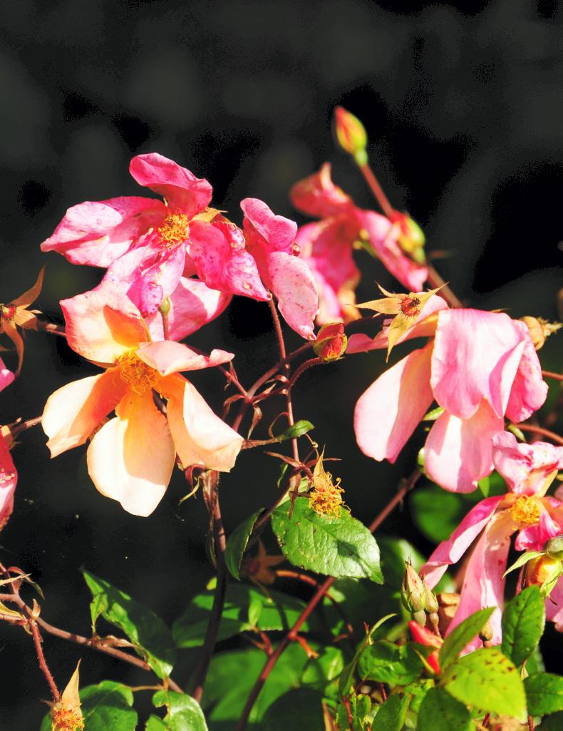 Roses from China - Premium