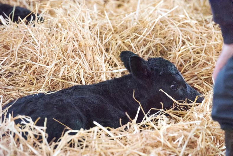 Preparing for calving in winter - Premium