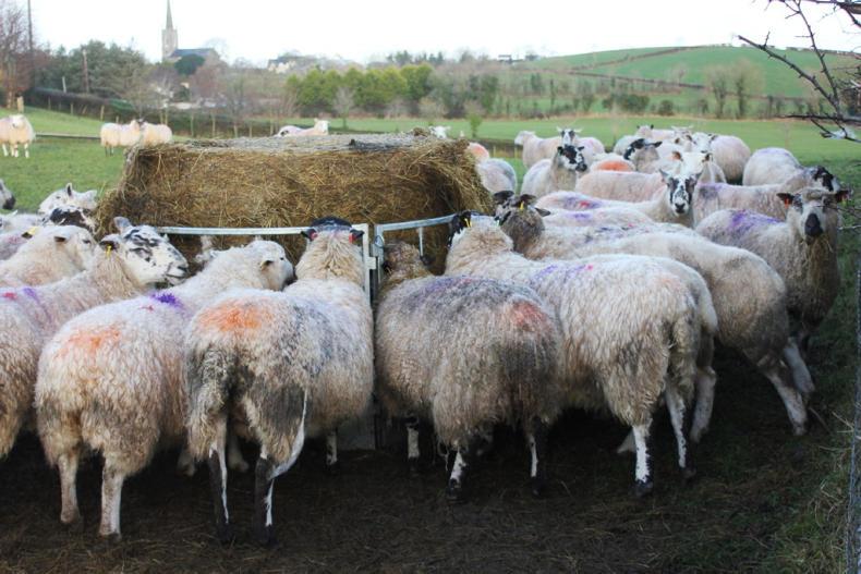 Dry silage made for the pregnant sheep - Premium