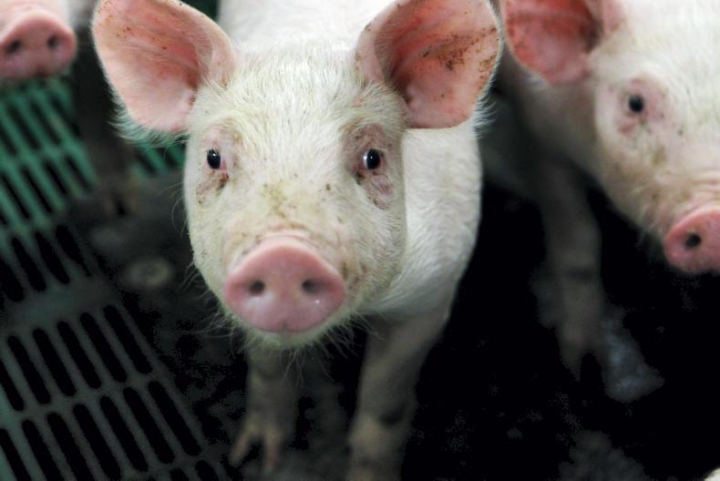 Pig prices must rise for producers – Hogan - Free