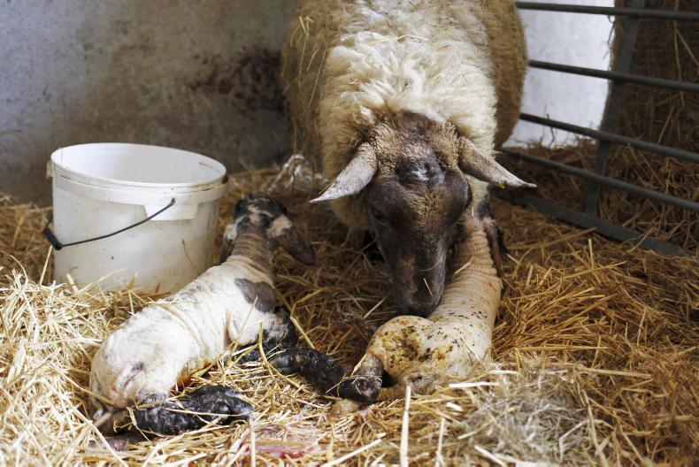 Sufficient ewe colostrum - the first step to ensuring good lamb ...