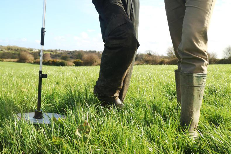 ICBF finalises new active bull list - Free