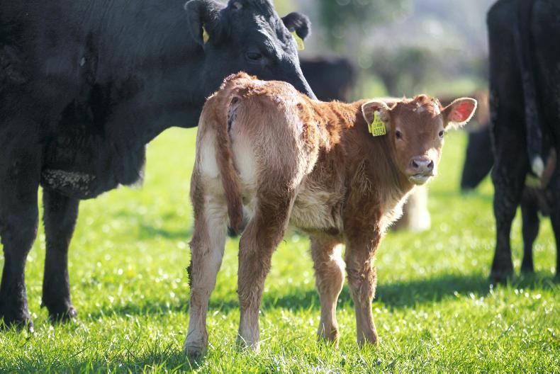 Ten steps to achieving compact calving - Premium