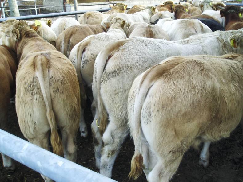 Live exports: boat to load bulls next week - Premium