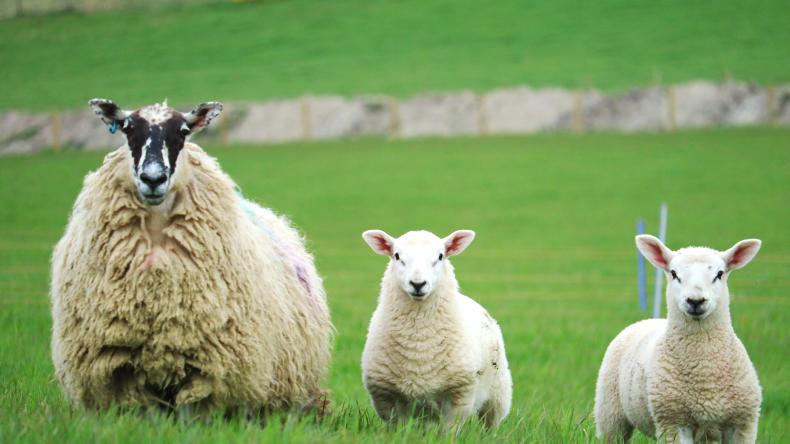 Farm Profit Programme: Sheds emptying at Mains of Cranna - Free