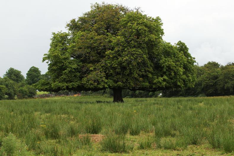 Take care when spraying rushes with MCPA - Premium