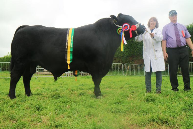 Midleton show back up and running - Premium