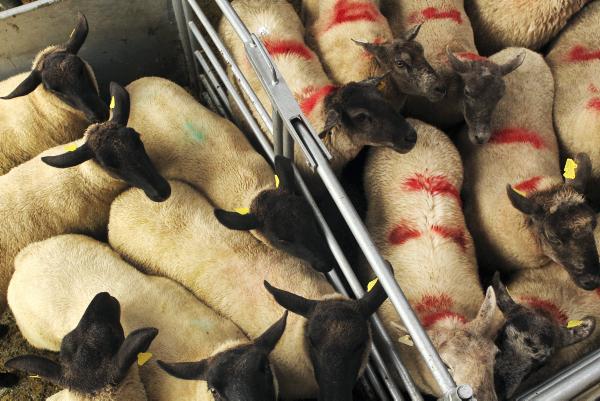 Sheep prices holding steady in Tullow mart - Premium