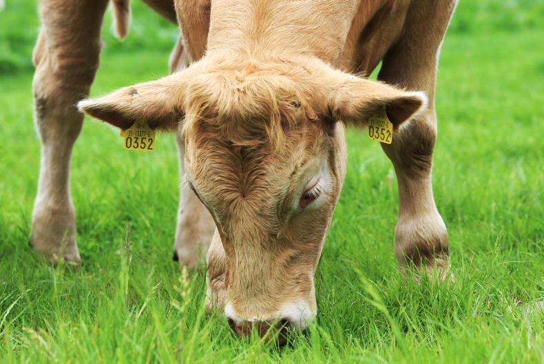 Monday beef management: finishing cattle at grass - Premium