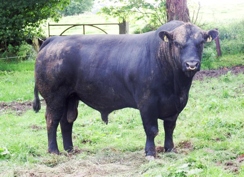 Herd Profile: McEnroe's Liss aces - Premium