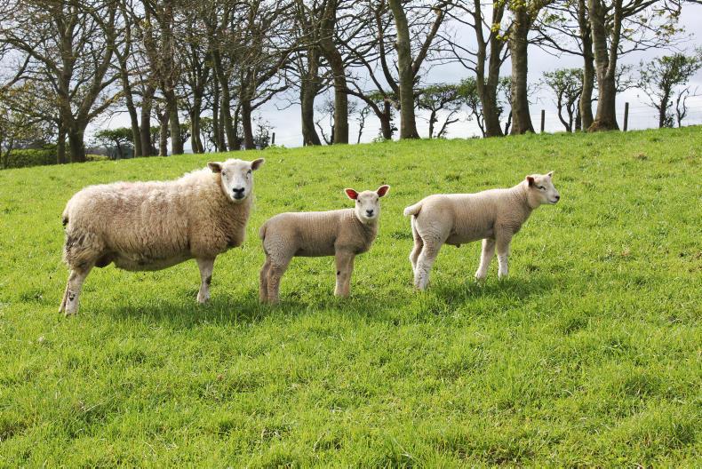 Farmer Writes: clear benefits from clean grazing - Premium