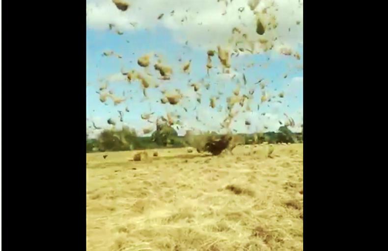Watch: whirlwind spins hay into the air on Kildare farm - Free