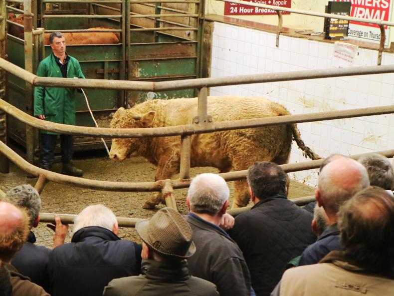 Cull cows remain strong - Premium