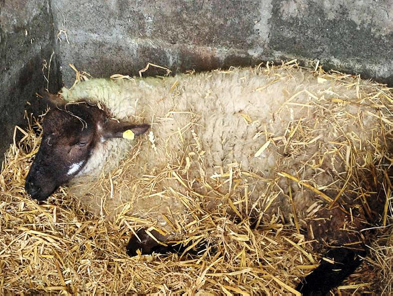 Pasteurellosis: carried in the tonsils of most sheep leading to ...