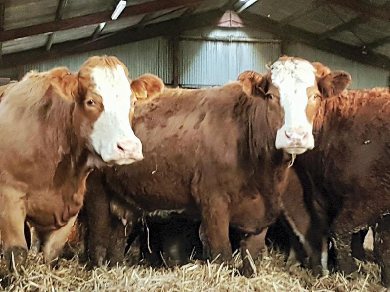 Farm Profit Programme: Report cards for spring herd at Cranna - Free