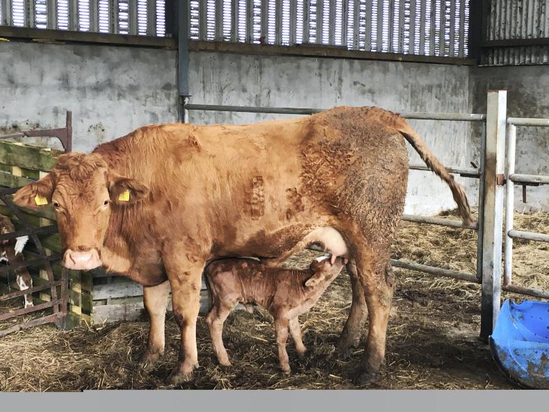 Irish Farmers Journal – For the Latest Farming News in Ireland