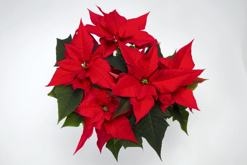 Gardening-Enjoying festive plants right through January - Premium