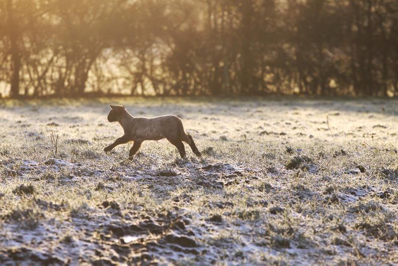 In pictures: farming in the frost - Free